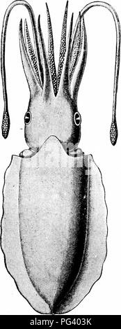 . A manual of zoology. XI PHYLUM MOLLUSCA 269 of conchiolin, a ...