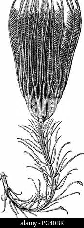 This zoology manual covers the characteristics and classification of ...