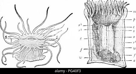 . A manual of zoology. Zoology. in. ANTHOZOA 225 they resemble the ...