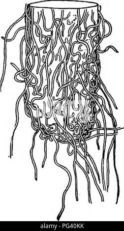 fungi hyphae in soil on a farm in australia Stock Photo - Alamy