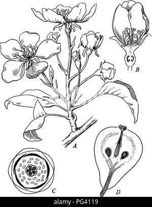 Cross-section through flower showing reproductive structure Stock Photo ...