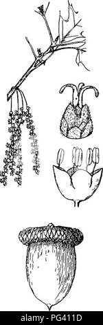 . Botany for agricultural students . Botany. 476 ANGIOSPERMS. Fig. 418 ...