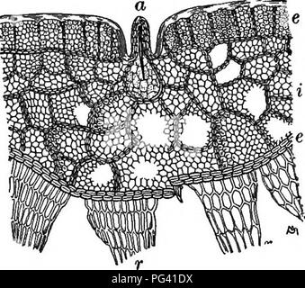 Marchantia, a species in the genus of liverworts moss Stock Photo - Alamy
