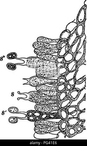 . Foundations of botany. Botany; Botany. 266 FOUNDATIONS OF BOTANY ...