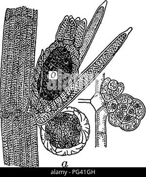 . Foundations of botany. Botany; Botany. TYPES OF CRYPTOGAMS ...