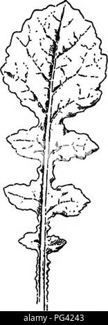 This foundational text on botany covers key aspects of plant biology ...