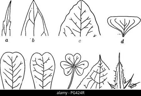 Foundations of botany (Page 89 Stock Photo - Alamy