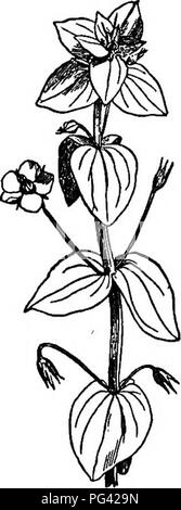 Flower bud in the leaf axil, sunflower (Helianthus annuus Stock Photo ...