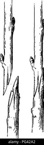 . Essentials of botany. Botany; Botany. STRUCTURE OF THE STEM 75 90 ...