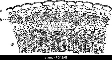 Flax, stem, cross section, magnified 100X Stock Photo - Alamy