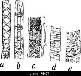 . Botany for agricultural students. Plants. STRENGTHENING TISSUES 129 ...