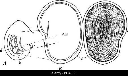 . Botany for agricultural students . Botany. HOW THE PARTS OF AN OVULE ...