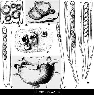This illustration from 'A Textbook of Mycology and Plant Pathology' by ...