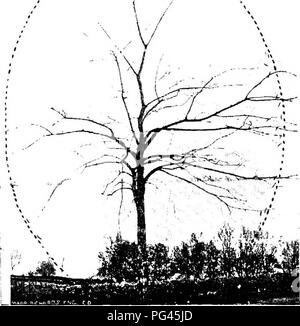 . A text-book of elementary botany. Botany. M^ Fig. 35. ward instead of ...