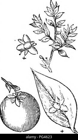 A comprehensive guide to the trees and shrubs of Britain, including ...