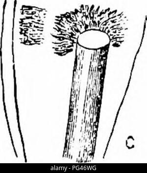 This handbook explores the process of flower pollination, drawing on ...
