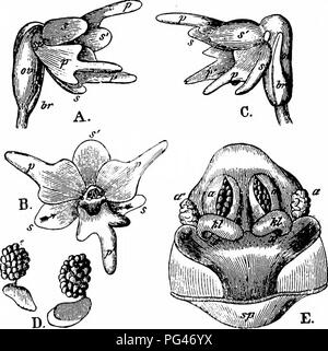 This handbook explores the process of flower pollination, drawing on ...