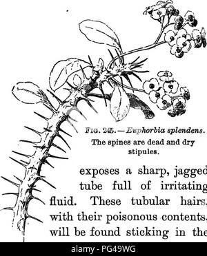 This botanical textbook discusses the structure and morphology of the ...