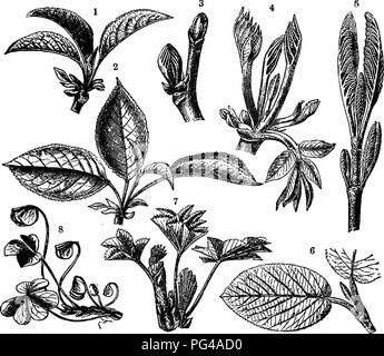 This botany text outlines the key elements of plant biology, including ...