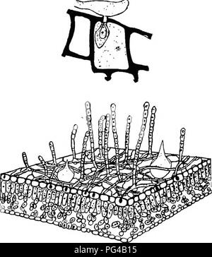 Powdery Mildew On Fruits And Leaves Of Grape. Plant Disease. Bad ...