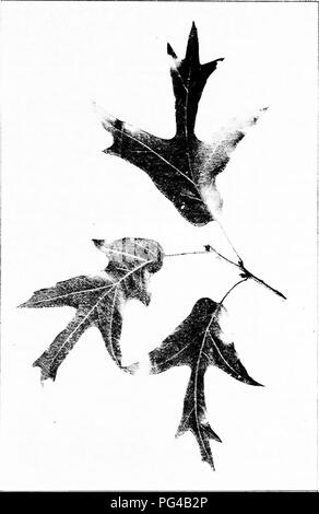 This guide helps identify native tree species, focusing on their habits ...