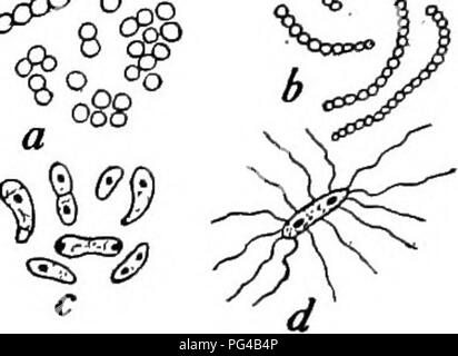 bacterial pathogens, tuberculosis, typhoid fever, diphtheria, pneumonia ...