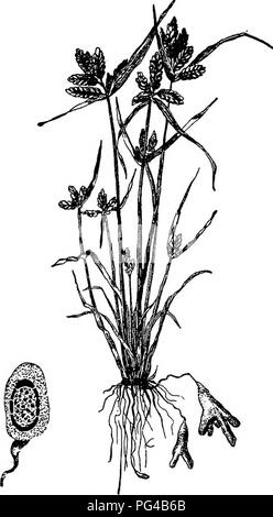 Scientific study of plant pathogenic fungi, detailing the taxonomy ...