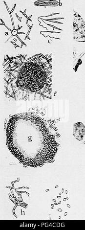 . Diseases of truck crops and their control. Vegetables. Fig. 26. Sweet ...