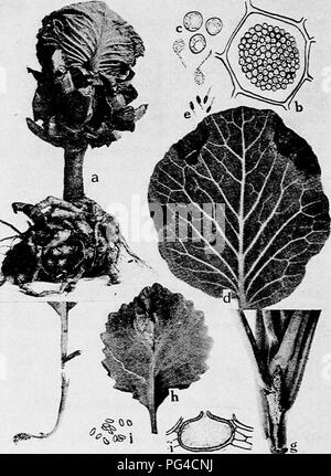 . Fig. 30. Cabbage Diseases. a. Club root (after Cunningham), b. cell ...