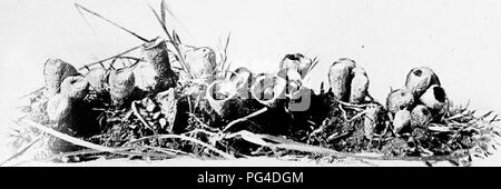 This guide provides a detailed overview of common fungi, focusing on ...