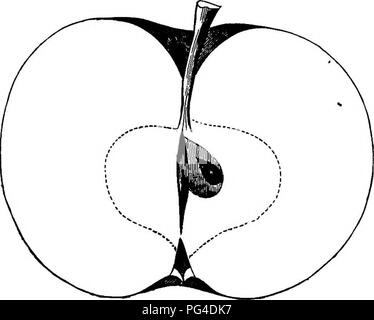 The first juicy small green apples with red, yellow, dark spots float ...