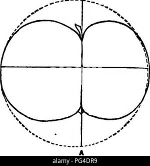 A guide to the classification and description of apple varieties in the ...