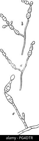 . Comparative morphology of Fungi. Fungi. CHAPTER III FRUCTIFICATIONS ...