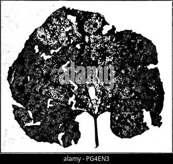 Fungous diseases of plants . Fig. 50. CoNiDiAL Stage, Fertilization ...