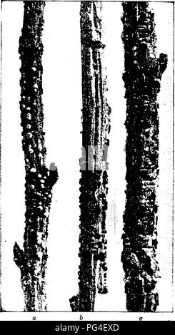 A guide to identifying and managing diseases affecting greenhouse crops ...