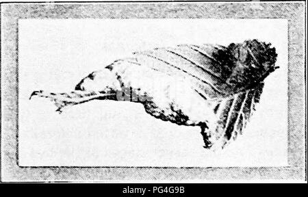 aphides pests insects lice plant wax flower Hoya carnosa animals animal ...