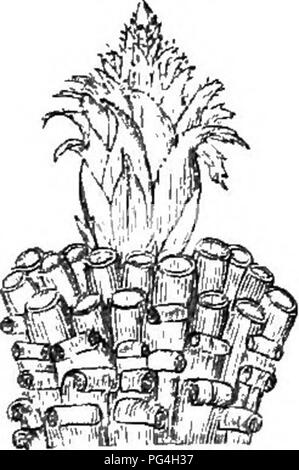 This guide explores native trees, with a focus on their growth patterns ...