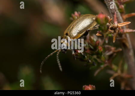 Heather beetle (Lochmaea suturalis Stock Photo - Alamy