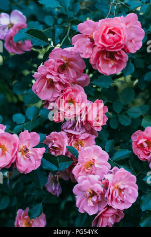 Pink rose flowers on the rose bush in the garden in spring Stock Photo ...