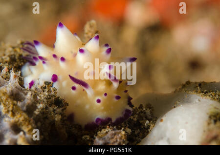 Bumpy Mexichromis Sea Slug, Mexichromis multituberculata, Chromodoridae ...