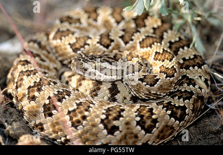 Western Great Basin Rattlesnake Crotalus oreganus Stock Photo - Alamy