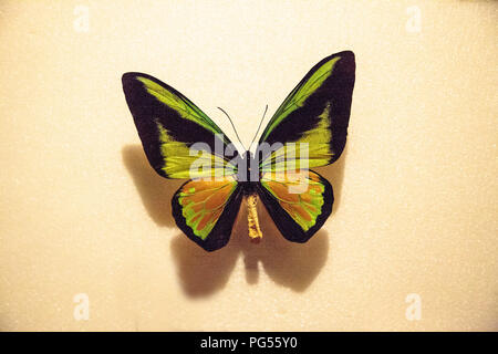 Goliath Birdwing Butterfly (Ornithoptera goliath samson), male Stock ...