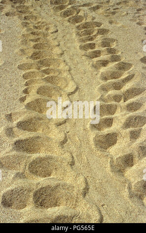 Turtles tracks in sand on Selingan Island, Turtle Islands Park, Sabah ...