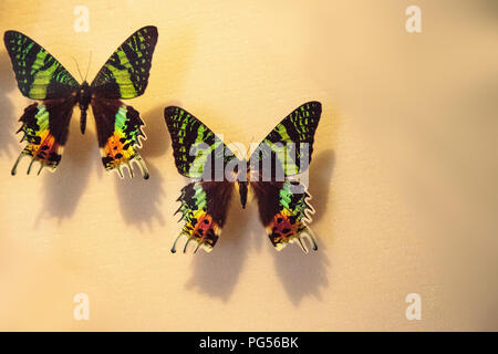 Madagascan sunset moth Chrysiridia rhipheus Urania ripheus Madagascar ...