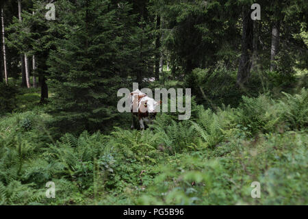 A beautiful view of cows in a green field next to a wooden fence Stock ...