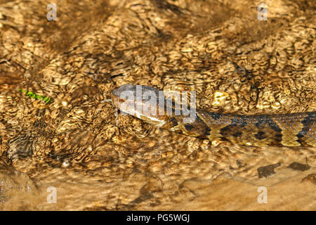 Water moccasin (cottonmouth) snake swimming along a water ditch Stock ...