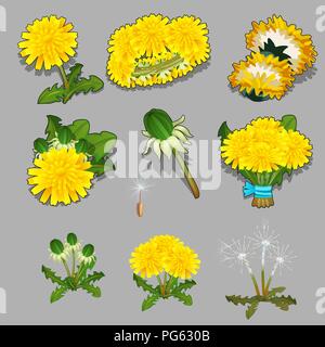 Set of dandelion life cycle illustration Stock Vector Image & Art - Alamy