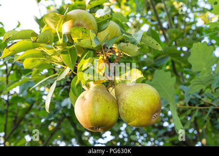 Pears on a tree branch closeup in orchard. Pear fruit on the tree in ...