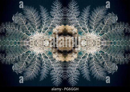 Basket Star, Astroboa nuda, night dive, Gili Lawa Darat dive site ...