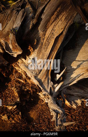 juniper tree root abstract Stock Photo - Alamy